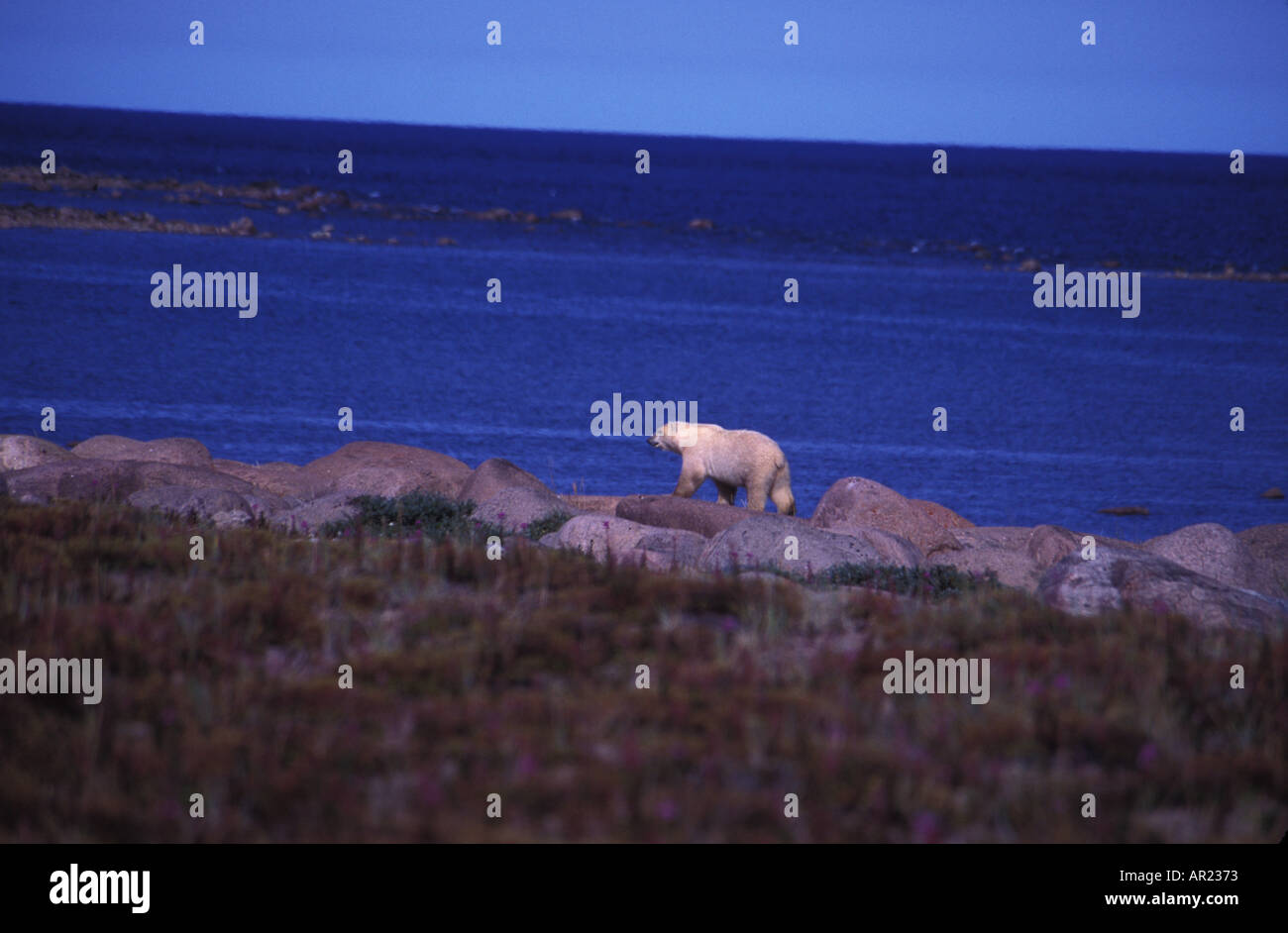 Polar bear in the tidal planes looking for food in Churchill Canada ...