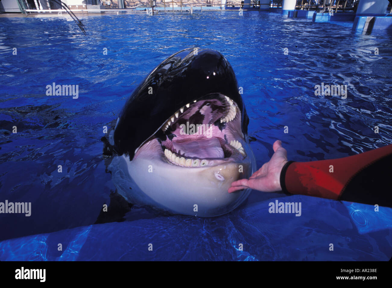 Orca Killer Whale with trainer Stock Photo - Alamy