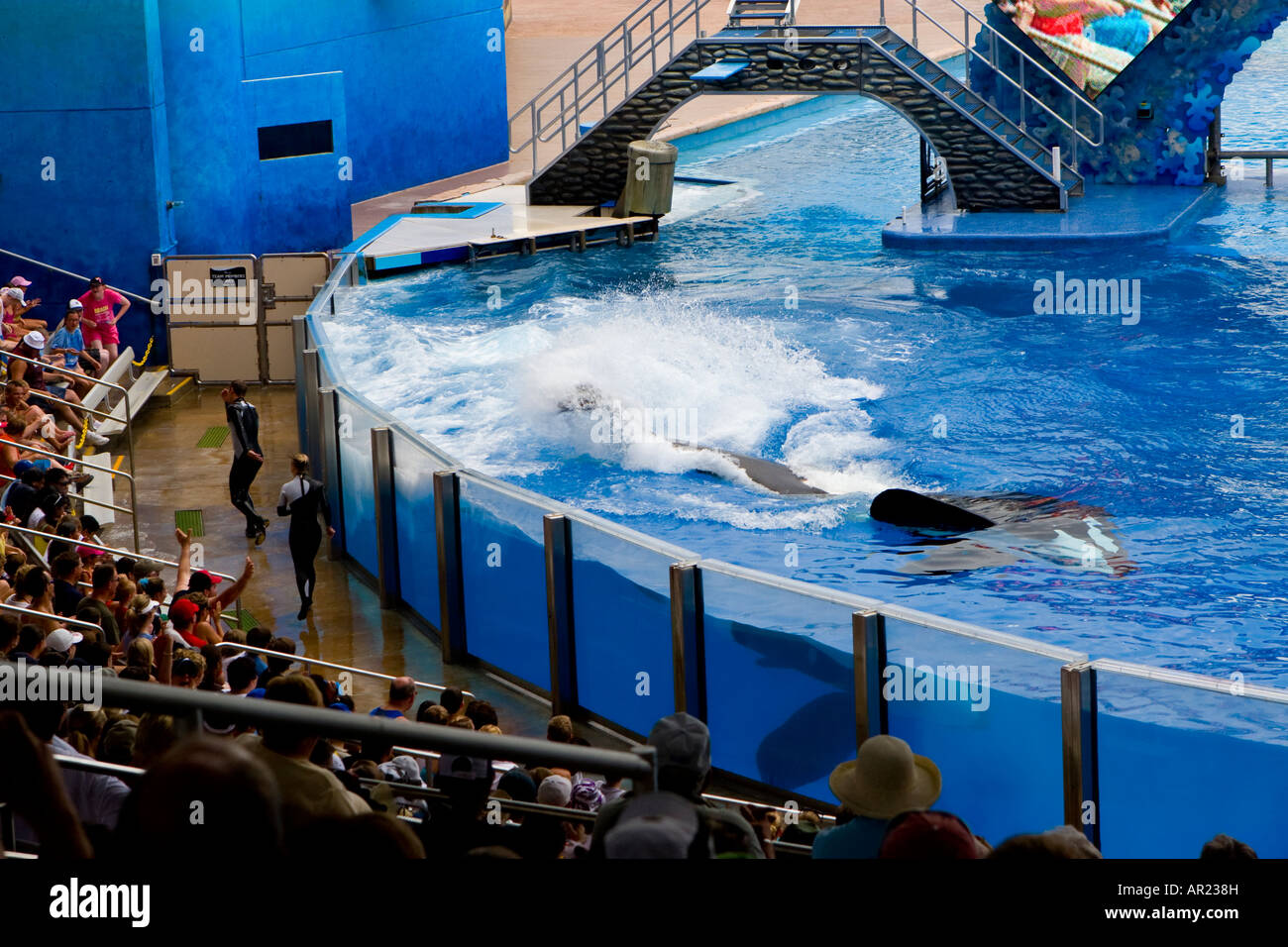Shamu the Killer Whale at Seaworld, Orlando Florida USA Stock Photo - Alamy