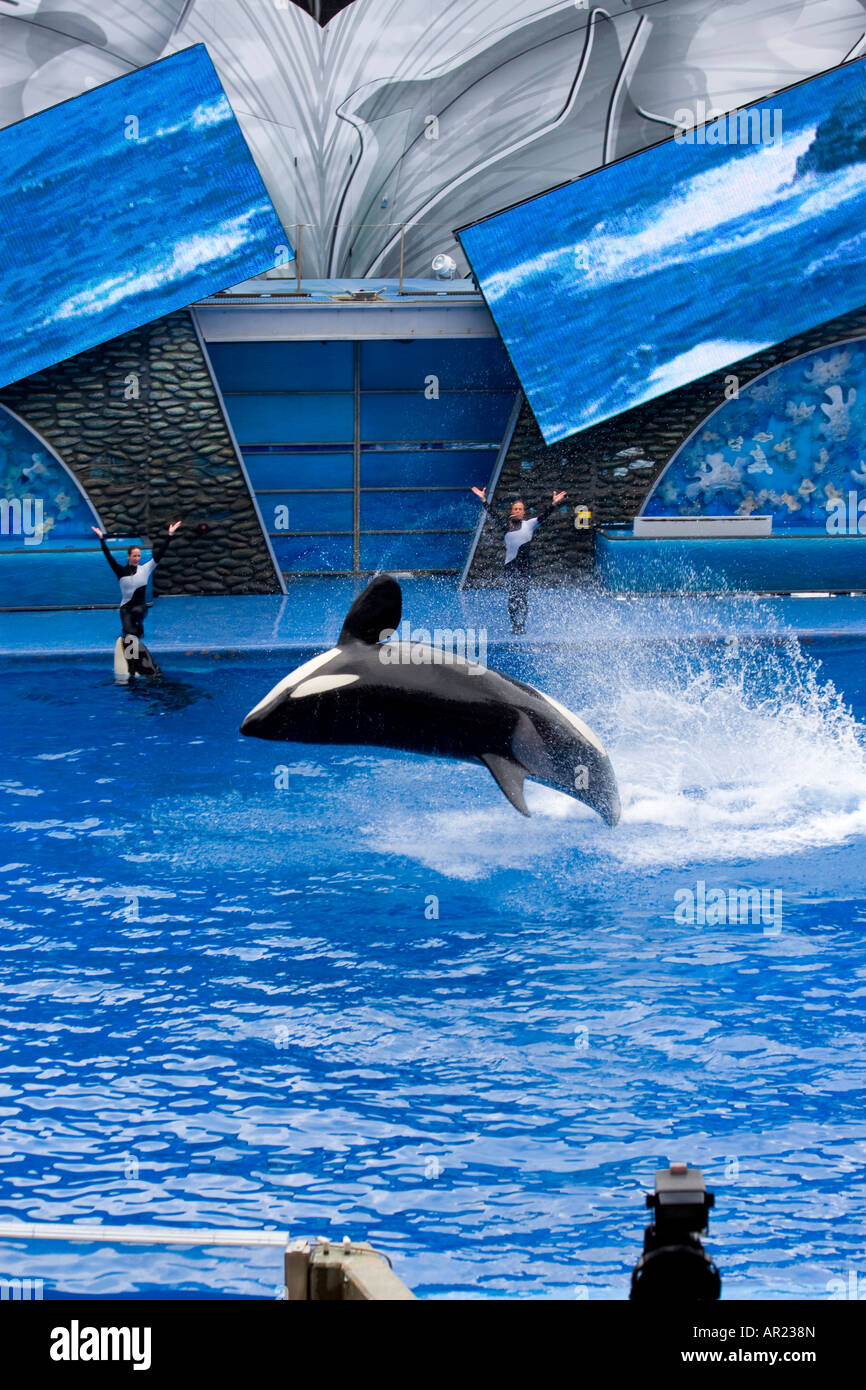 Shamu the Killer Whale at Seaworld, Orlando Florida USA Stock Photo - Alamy