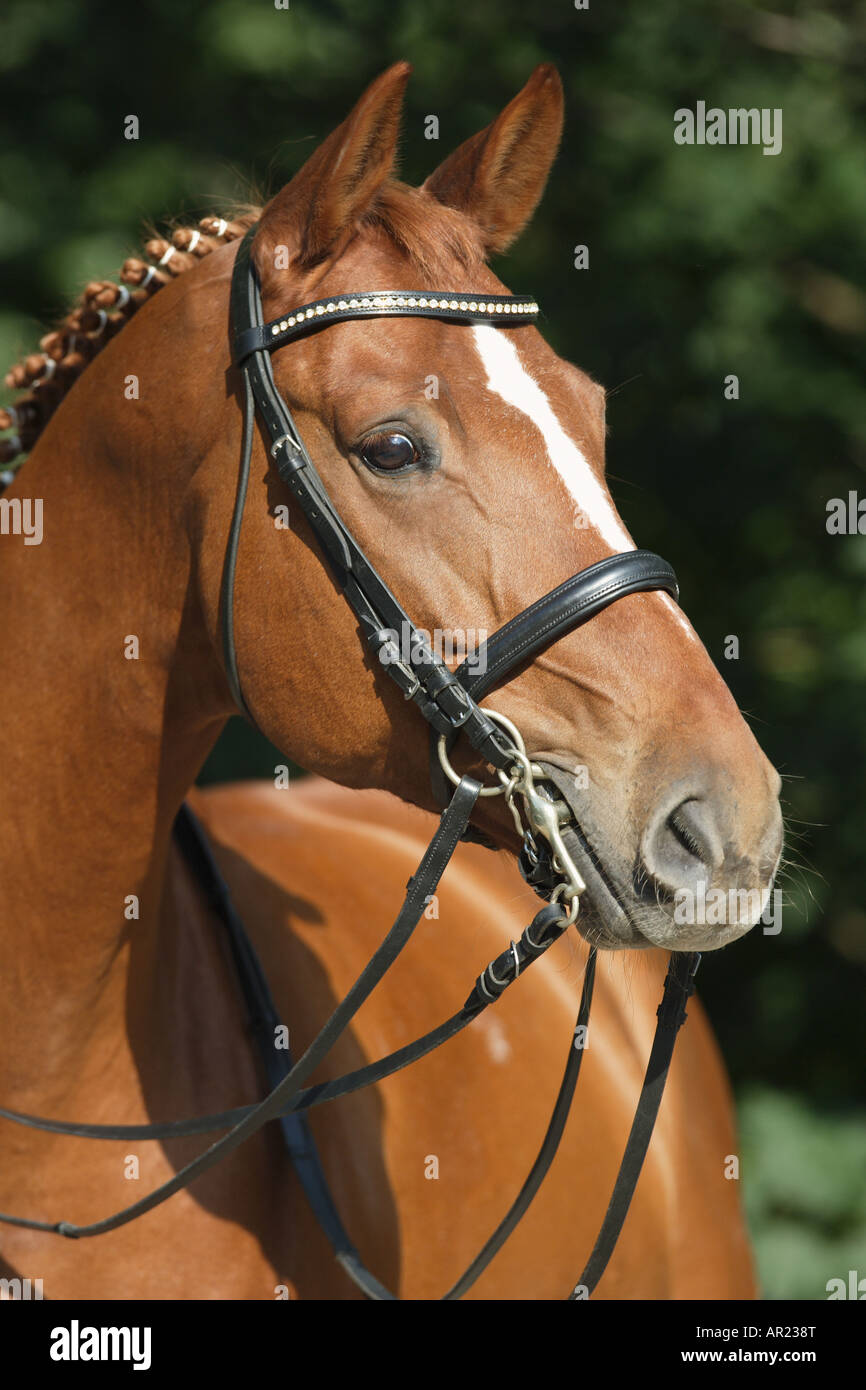 Hanoverian High Resolution Stock Photography and Images - Alamy