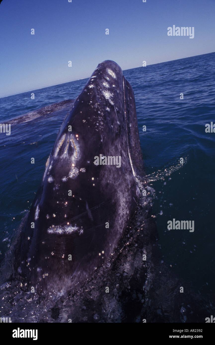 Grey whale baja and person hi-res stock photography and images - Alamy