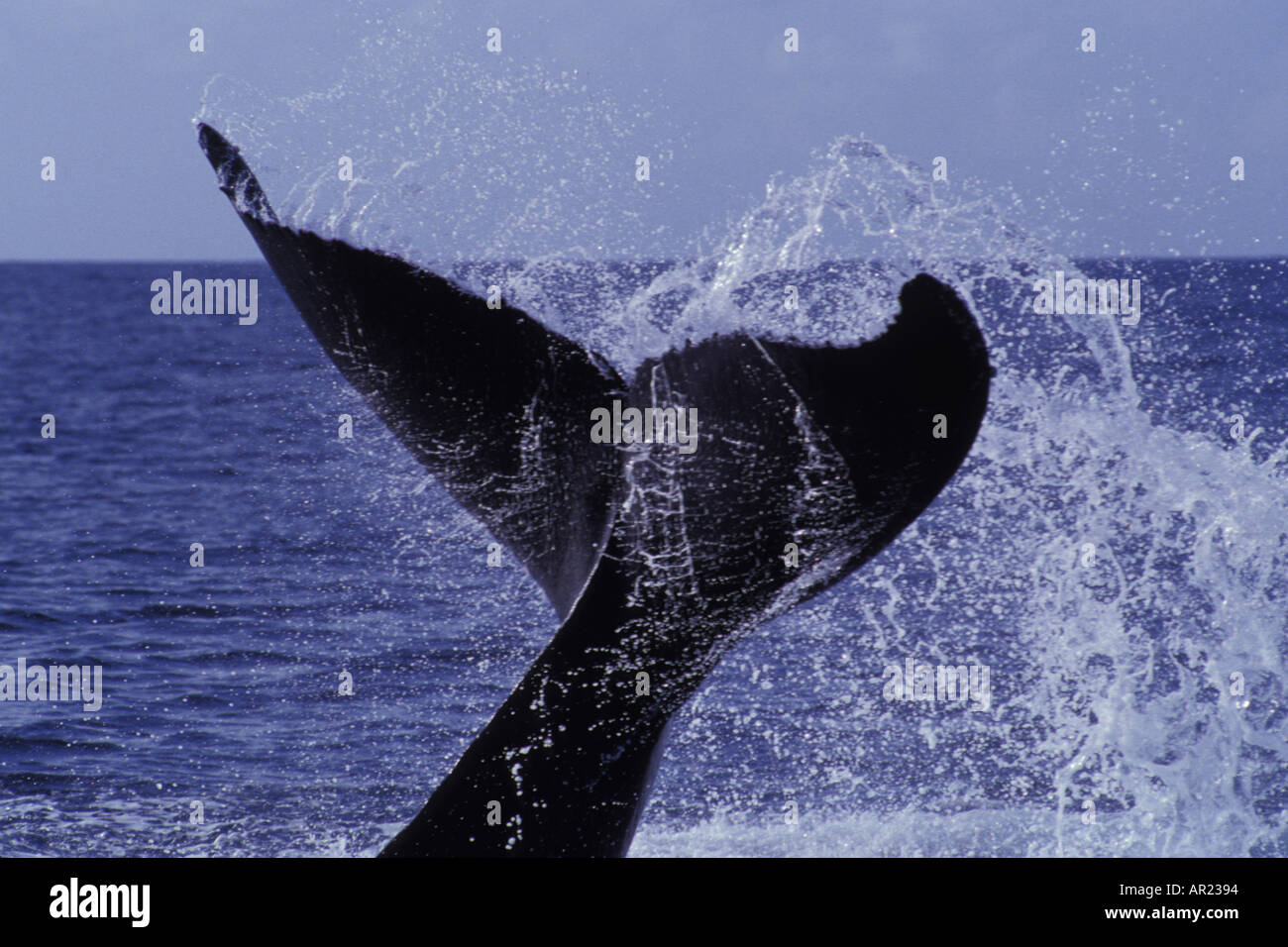 Humpback Whale Dominican Republic Caribbean Stock Photo - Alamy