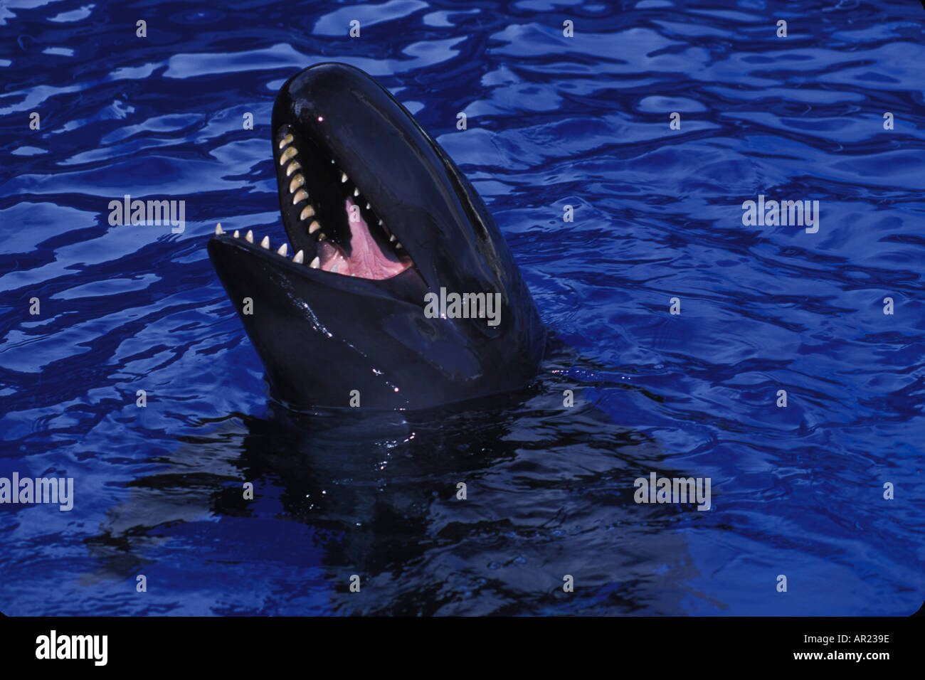 False Killer Whale Pseudorca crassidens Toothed Cetacen Captivity ...