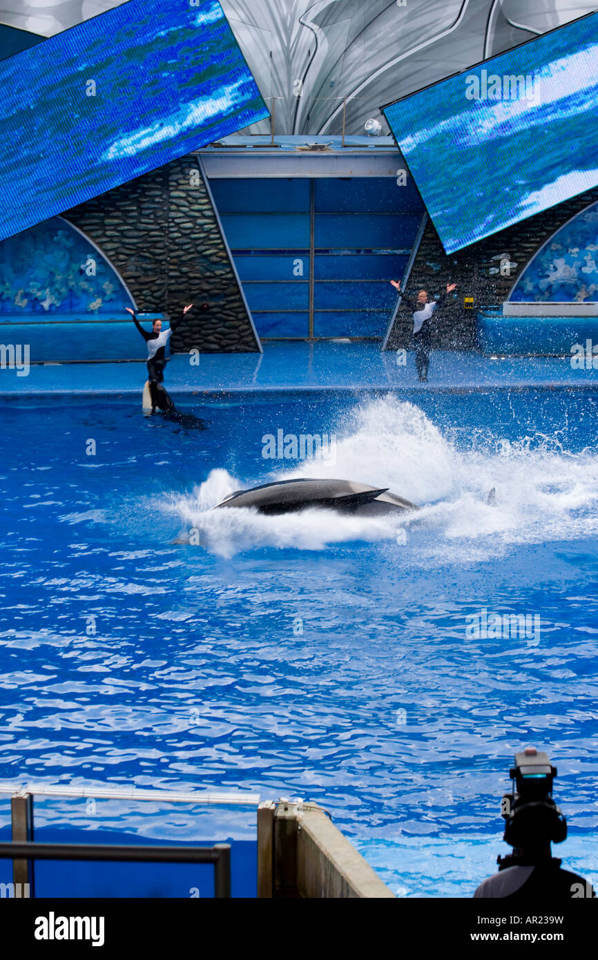 Shamu the Killer Whale at Seaworld, Orlando Florida USA Stock Photo - Alamy