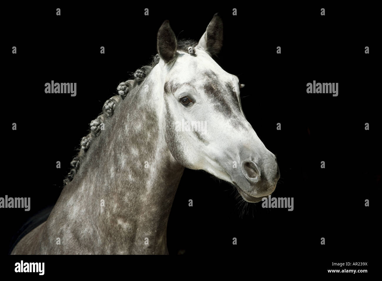 Holstein - portrait Stock Photo - Alamy