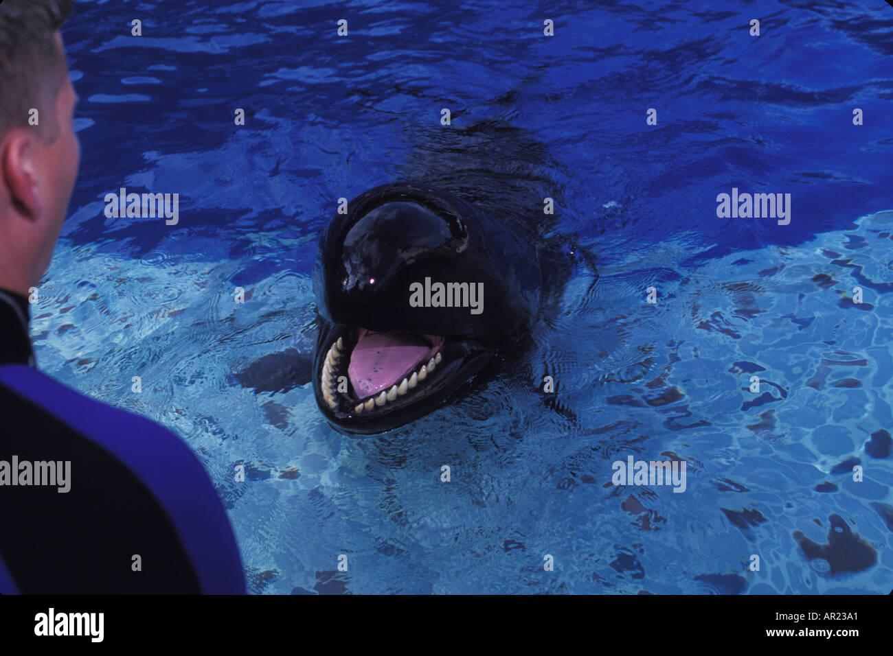 False Killer Whale Pseudorca crassidens Toothed Cetacen Captivity ...