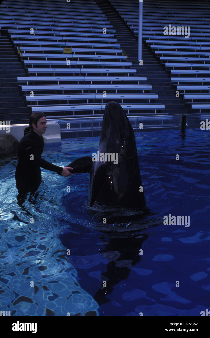 False Killer Whale Pseudorca crassidens Toothed Cetacen Stock Photo - Alamy