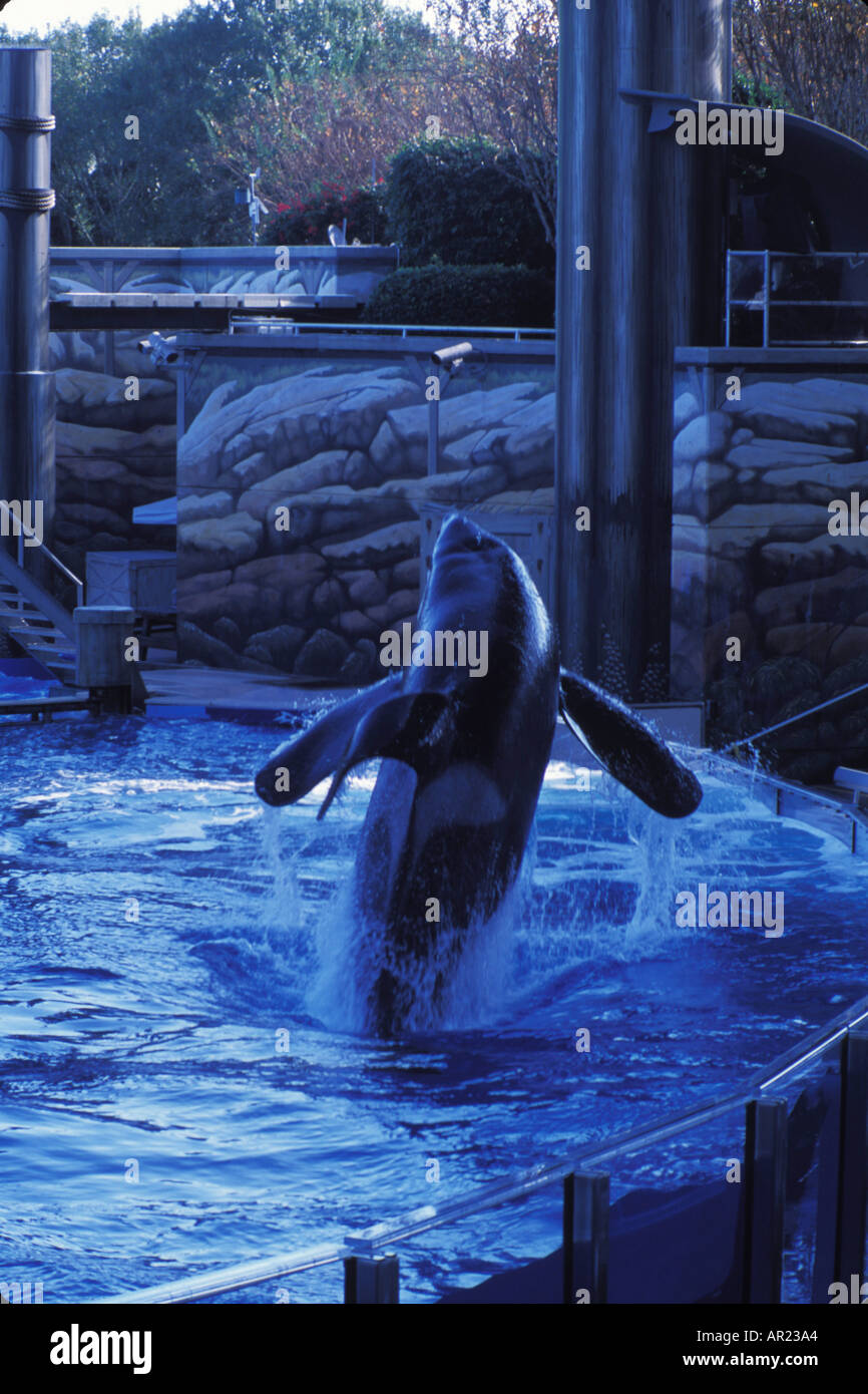 ORCA WHALE KILLER WHALE Orcinus orca SEA WORLD FLORIDA USA Stock Photo ...