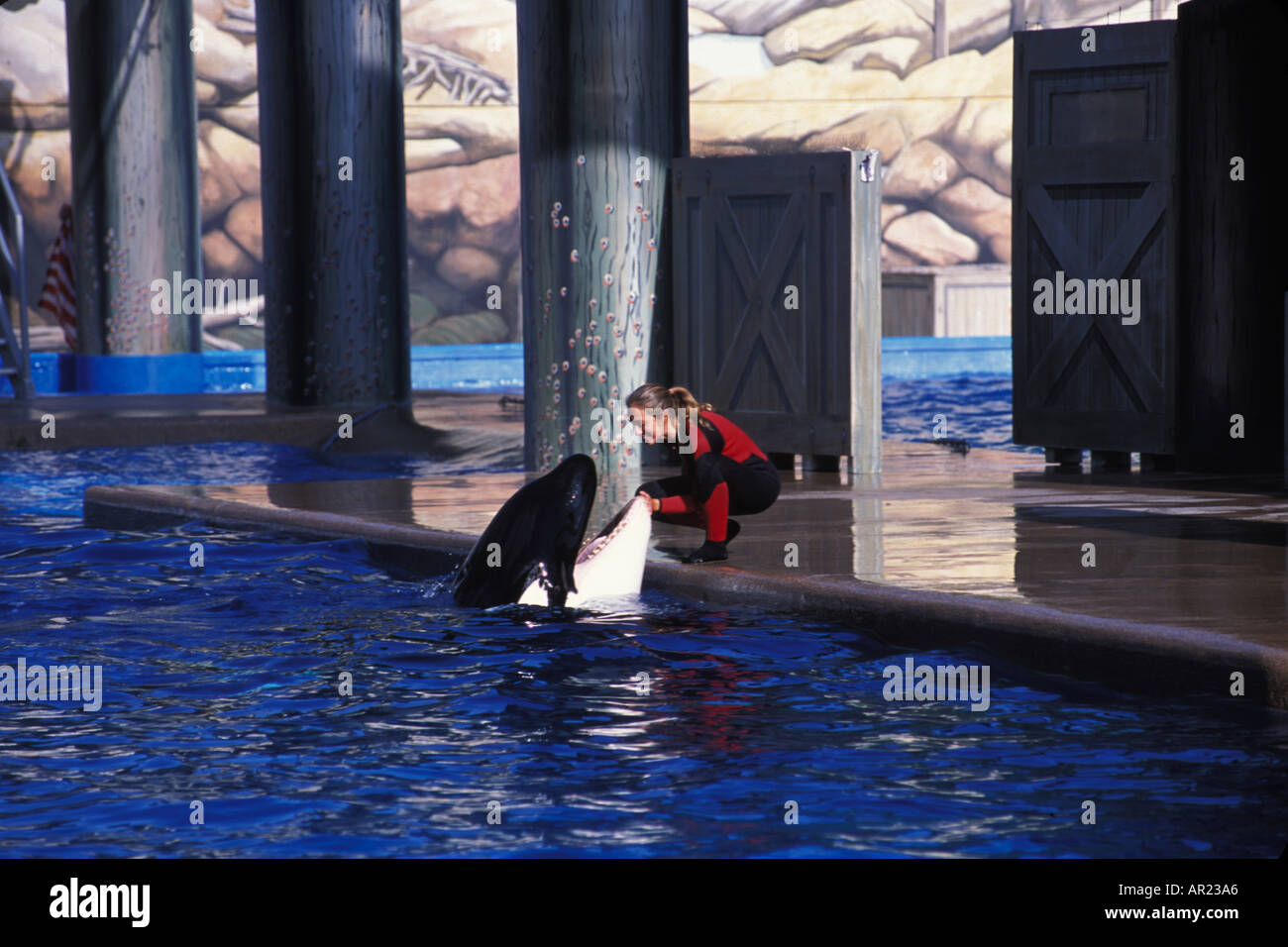 ORCA WHALE KILLER WHALE Orcinus orca SEA WORLD FLORIDA USA Stock Photo ...