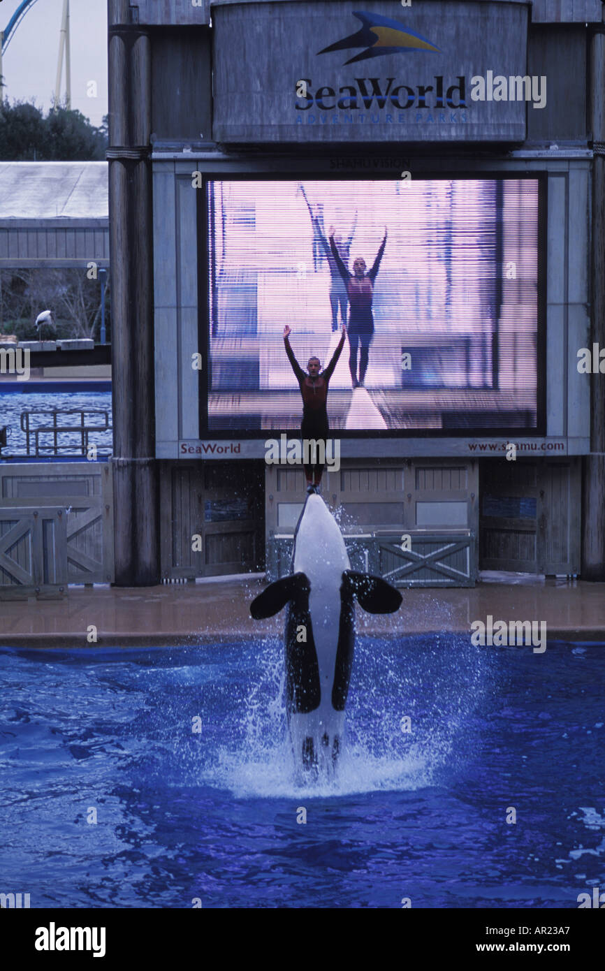 ORCA WHALE KILLER WHALE Orcinus orca SEA WORLD FLORIDA USA Stock Photo ...