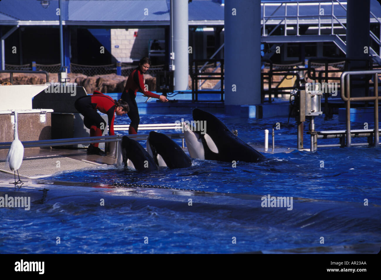 ORCA WHALE KILLER WHALE Orcinus orca SEA WORLD FLORIDA USA Stock Photo ...