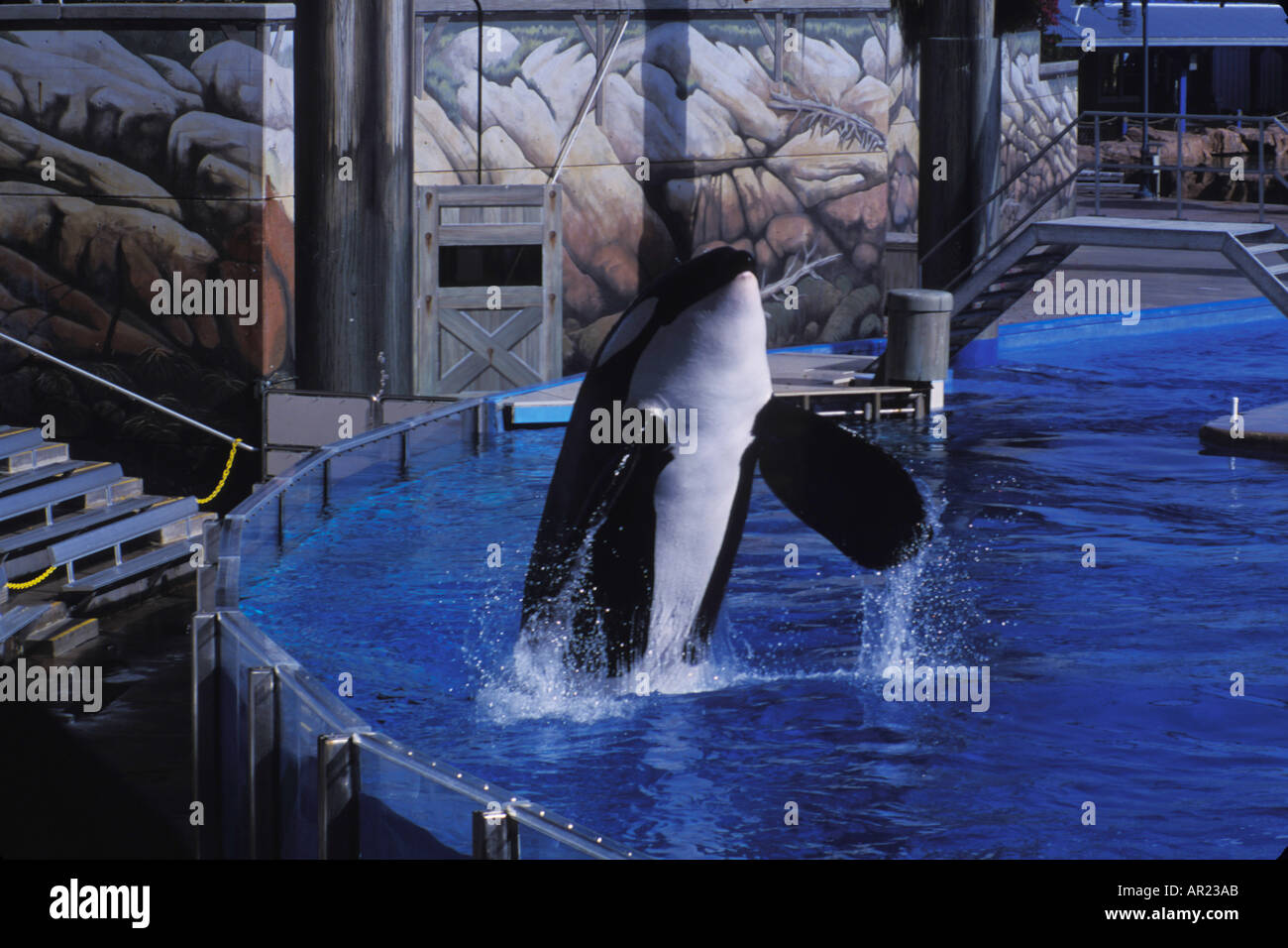 ORCA WHALE KILLER WHALE Orcinus orca SEA WORLD FLORIDA USA Stock Photo ...