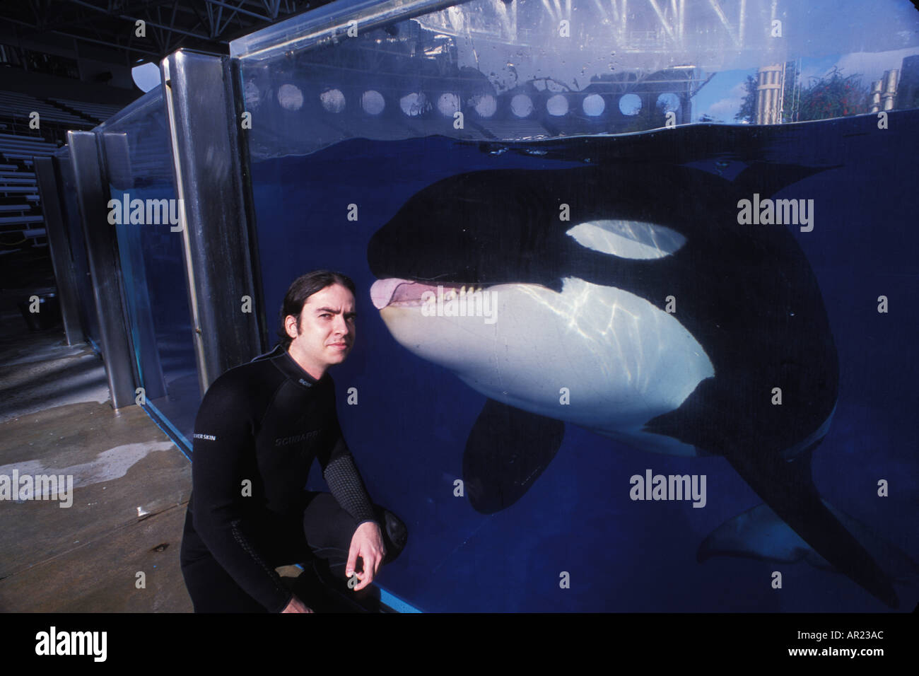 ORCA WHALE KILLER WHALE Orcinus orca SEA WORLD FLORIDA USA Stock Photo ...