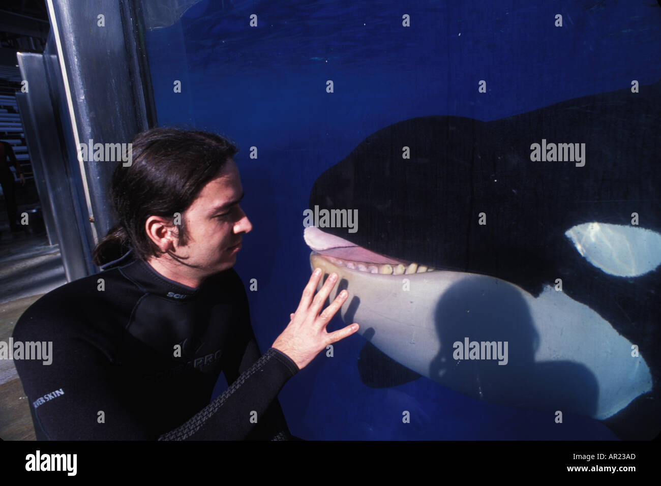 ORCA WHALE KILLER WHALE Orcinus orca SEA WORLD FLORIDA USA Stock Photo ...