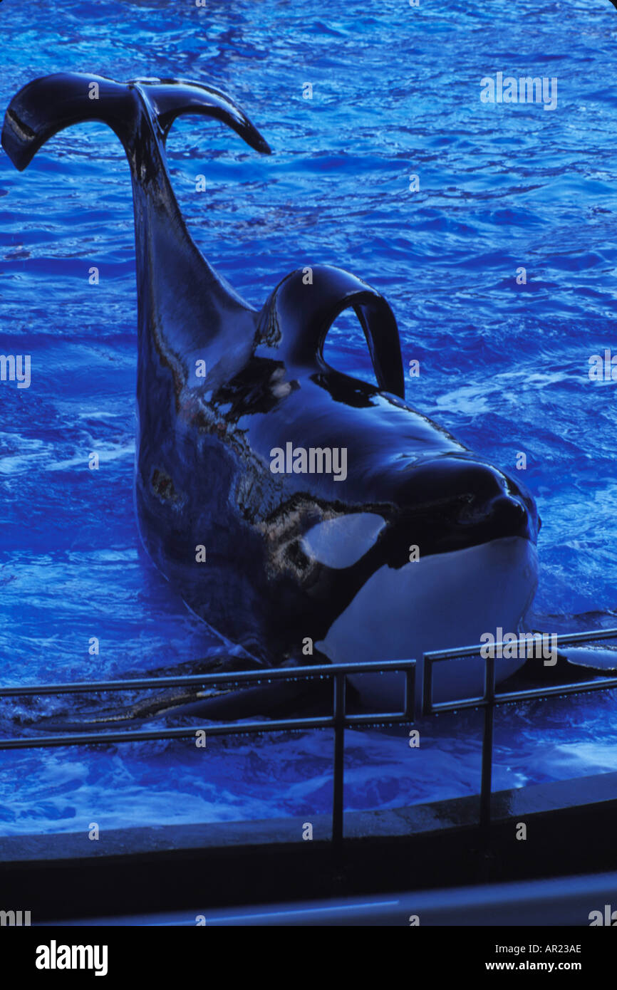 ORCA WHALE KILLER WHALE Orcinus orca SEA WORLD FLORIDA USA Stock Photo ...