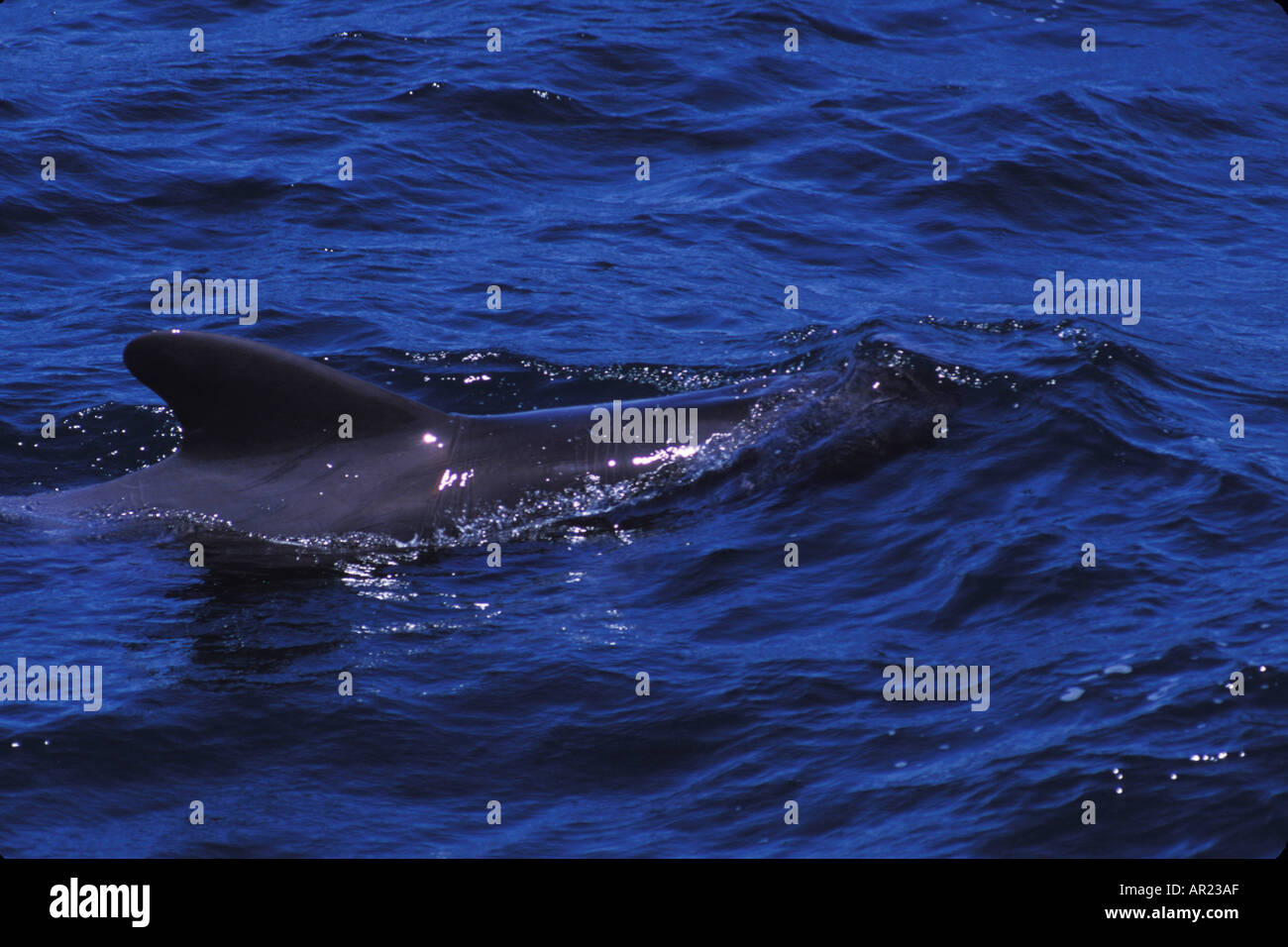short finned pilot whales Globicephala macrorhynchus Pacific Ocean Baja ...