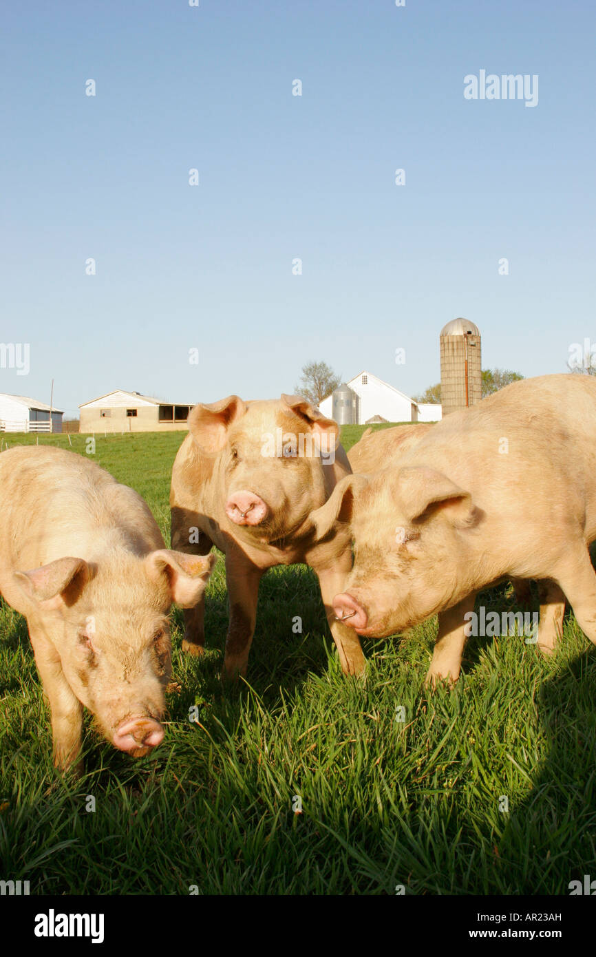 Curious Pigs in the Shenandoah Valley of Virginia, USA Stock Photo - Alamy