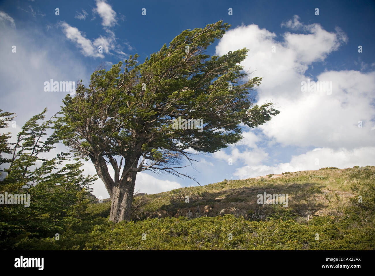 Lenga southern beech tree Nothofagus pumilio Lago Grey area Torres del ...