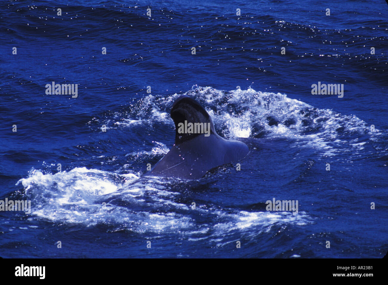 short finned pilot whales Globicephala macrorhynchus Pacific Ocean Baja ...