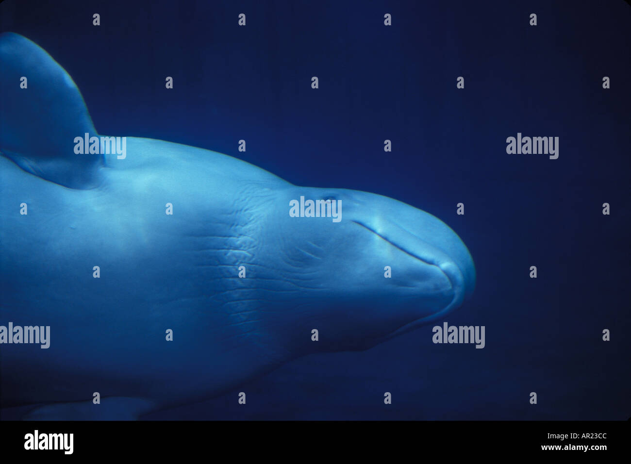 BELUGA WHALE SEA CANARY Delphinapterus leucas Stock Photo - Alamy