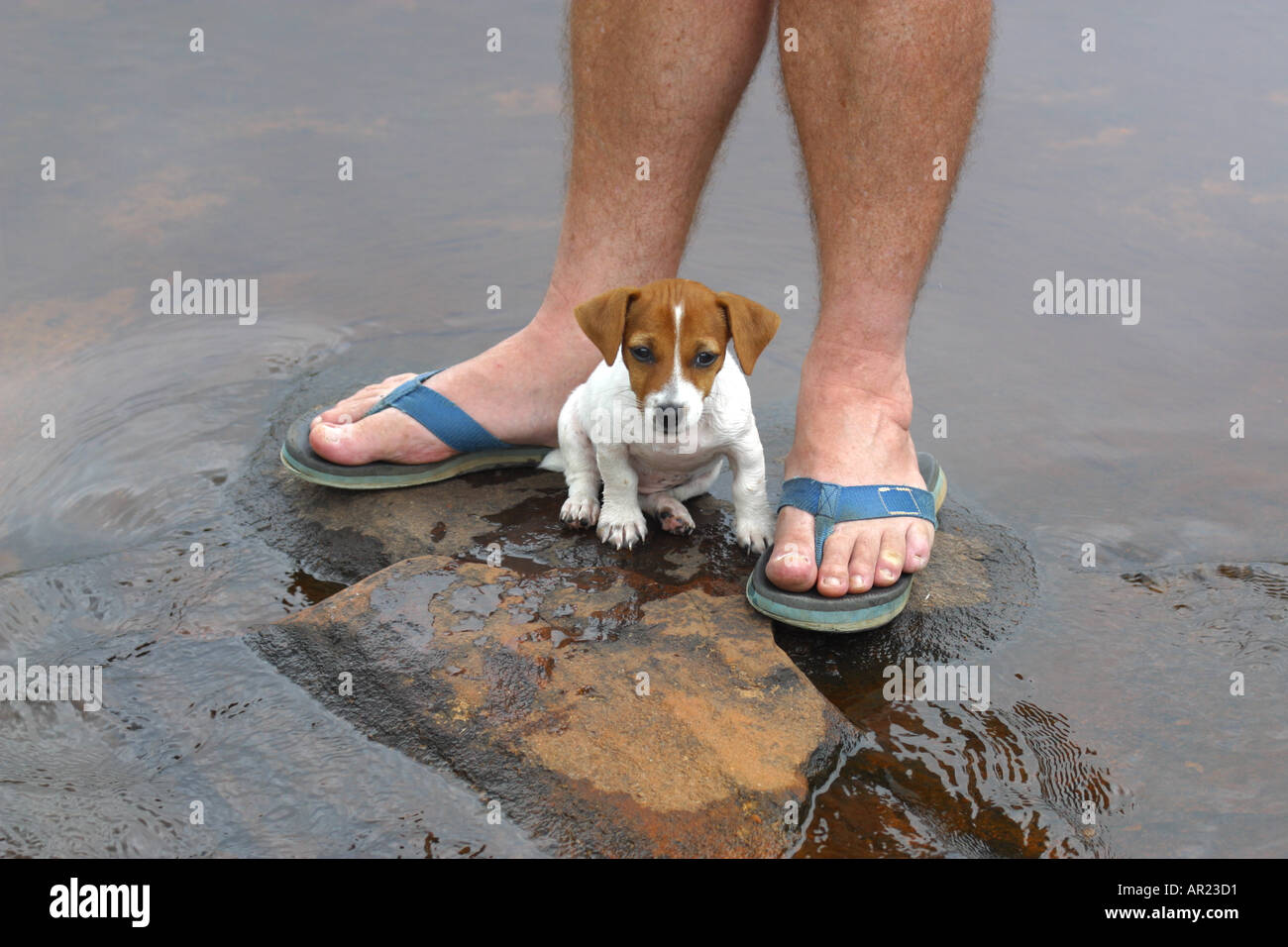 Jack russell puppy outdoors sitting between masters legs Stock Photo ...