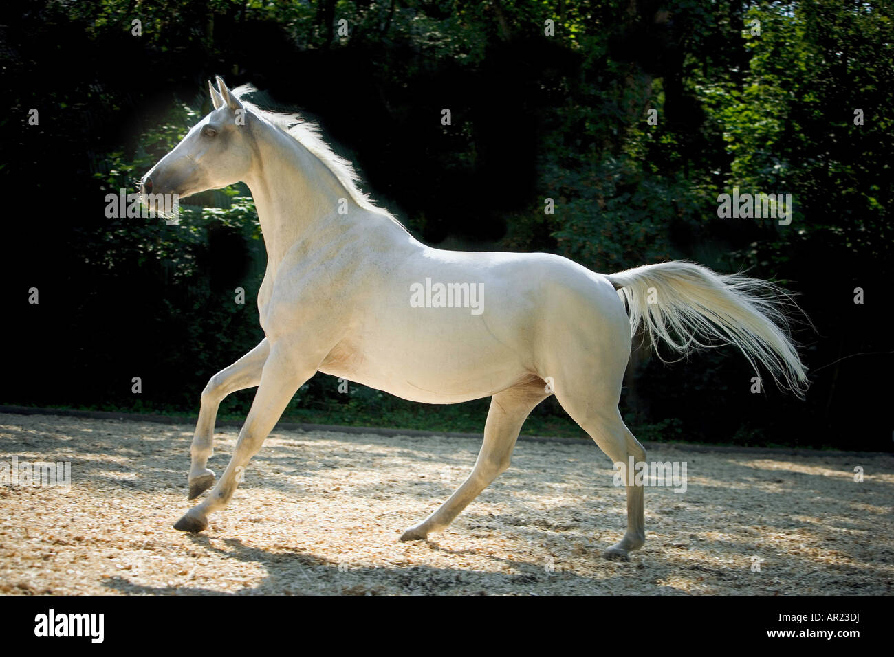 Holsteiner Horse. Gray adult galloping on a paddock. Germany Stock ...