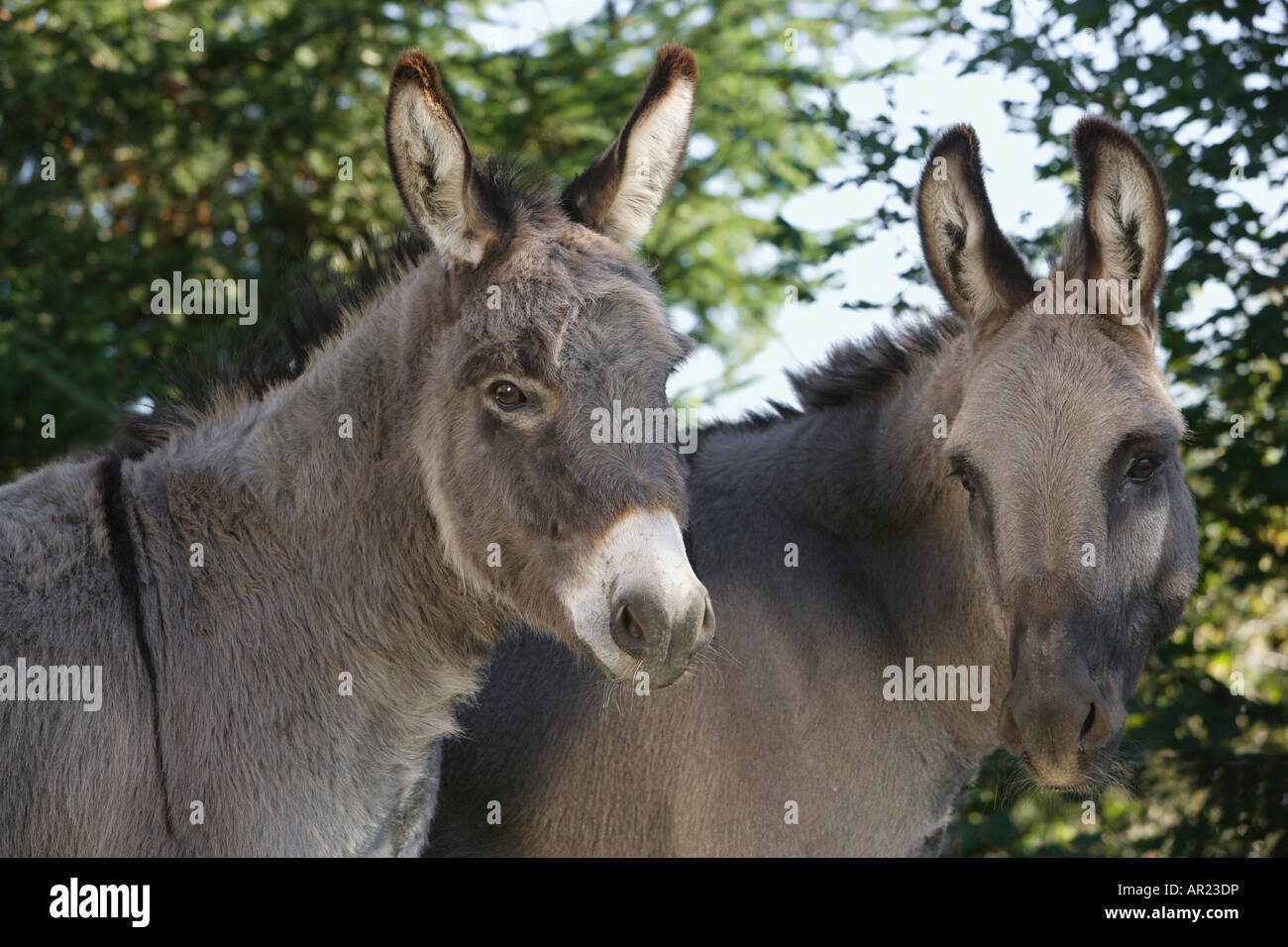 two donkeys - portrait Stock Photo - Alamy