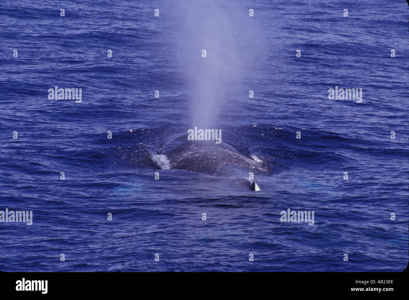 Humpback Whale fluke Megaptera Novaenglie Baja California Pacific Ocean ...