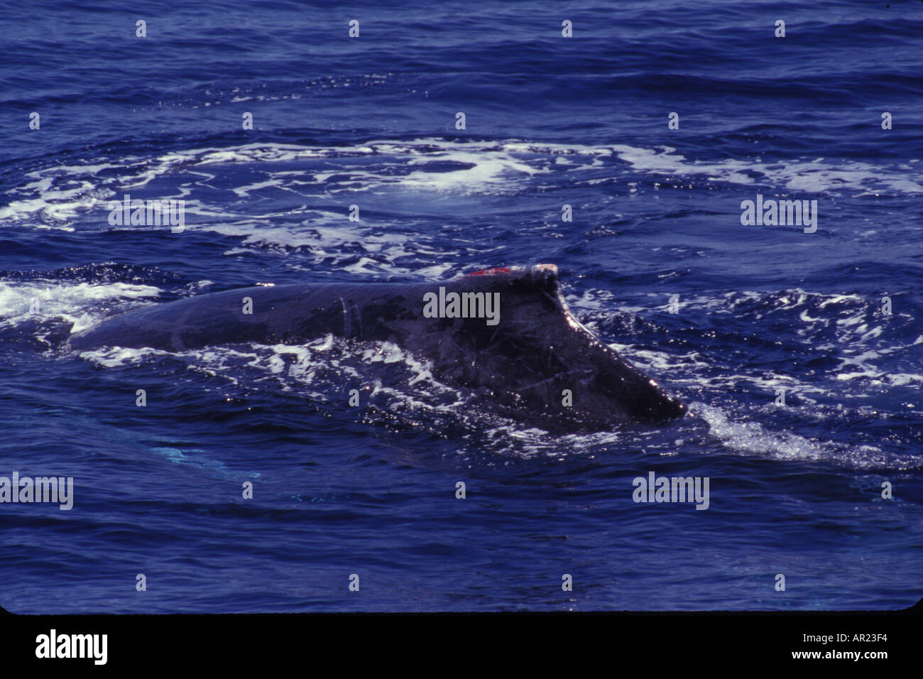 Humpback Whale fluke Megaptera Novaenglie Baja California Pacific Ocean ...