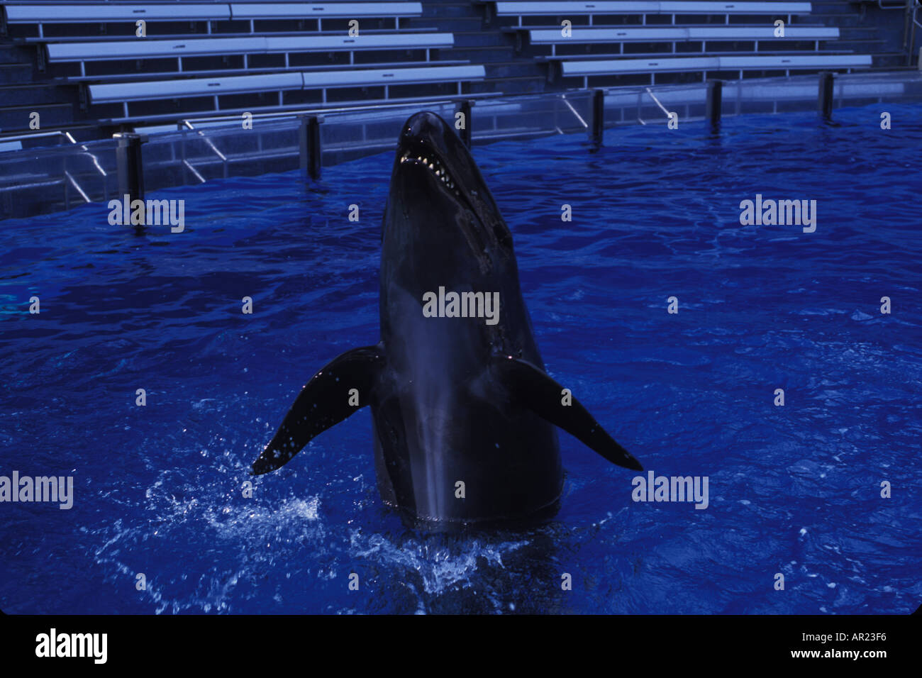 False Killer Whale Pseudorca crassidens Toothed Cetacen Captivity ...