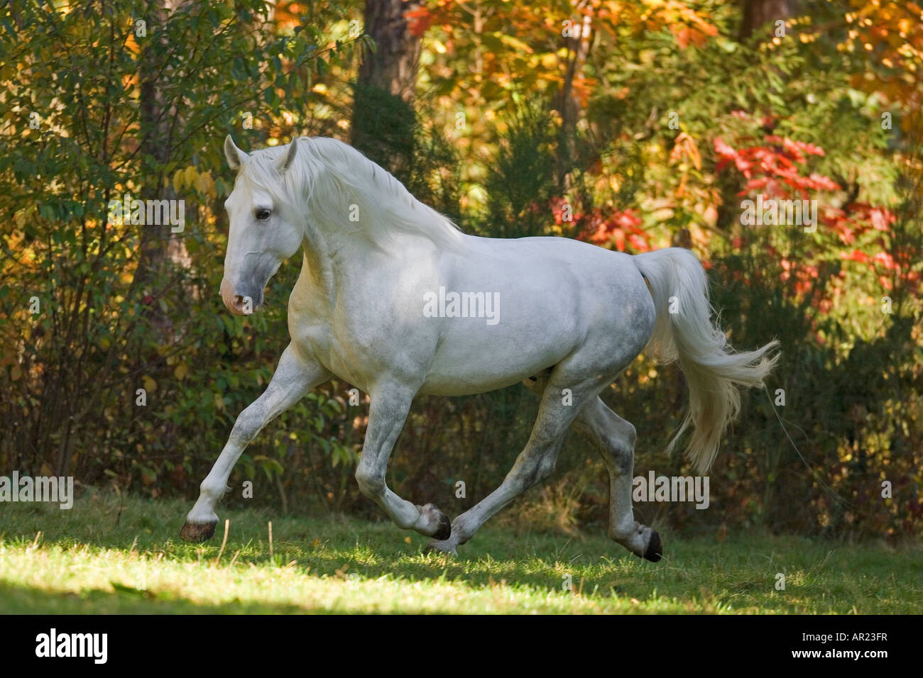 White kladruber hi-res stock photography and images - Alamy