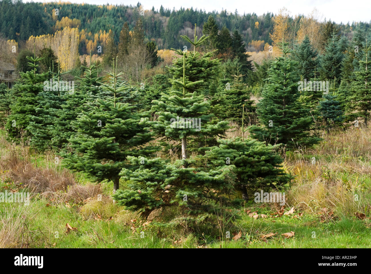 Carnation Christmas Tree Farm Carnation Washington Stock Photo - Alamy