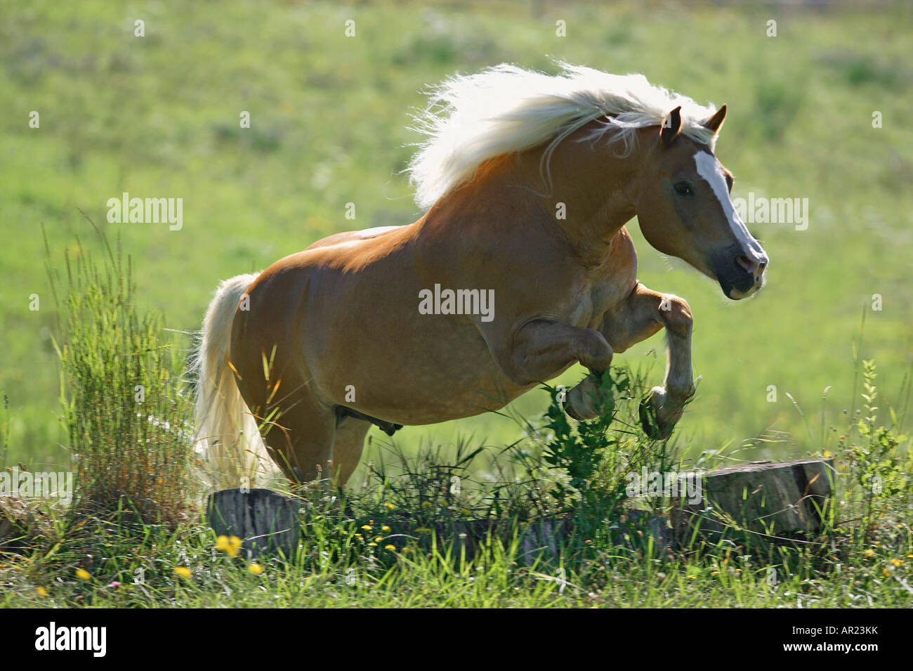 Jumping haflinger horse hi-res stock photography and images - Alamy