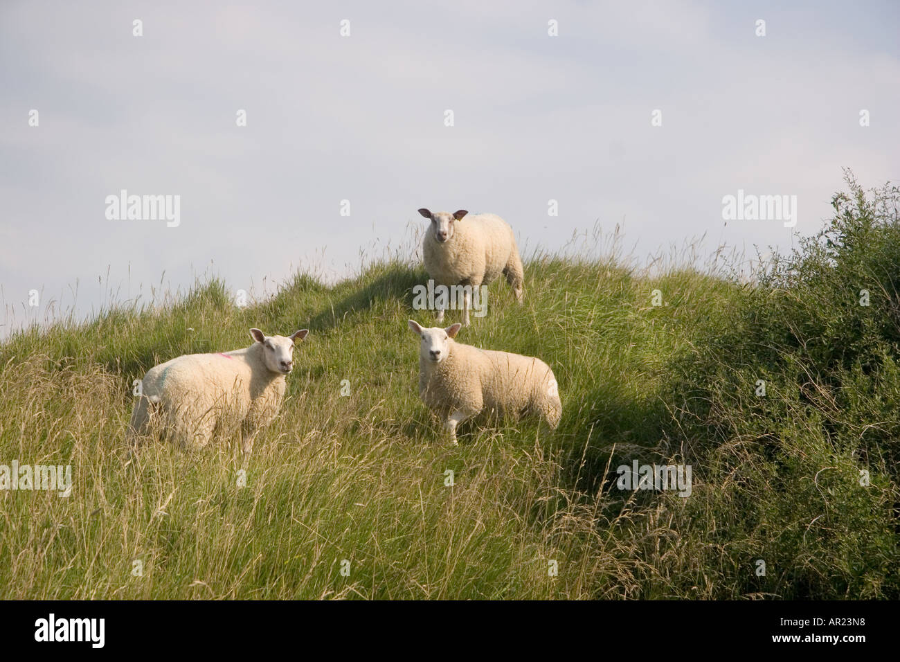 Silly sheep hi-res stock photography and images - Alamy