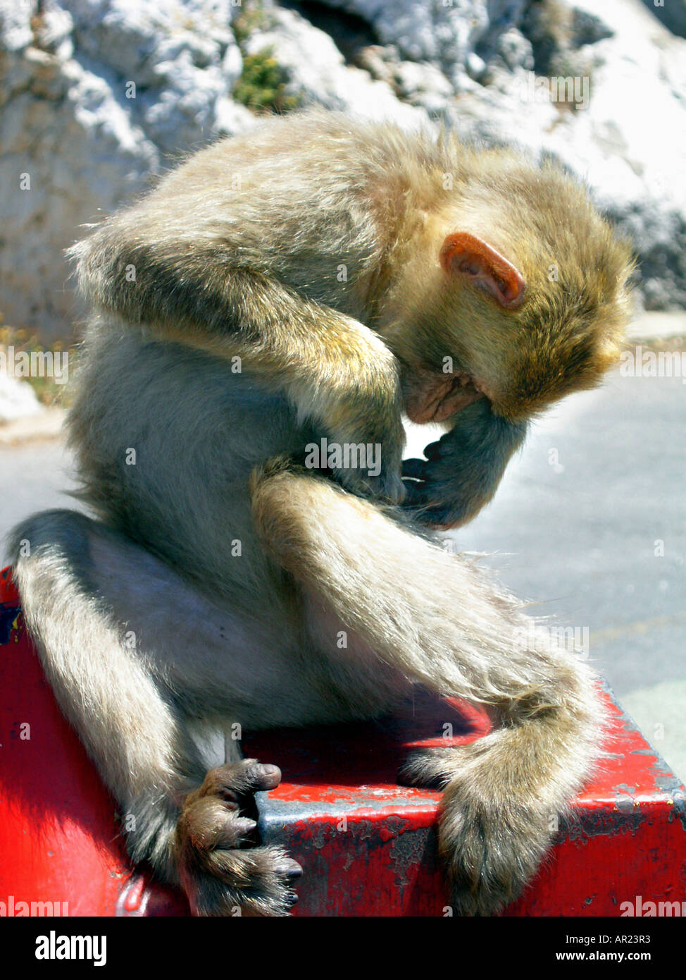 Monkey Scratching Balls