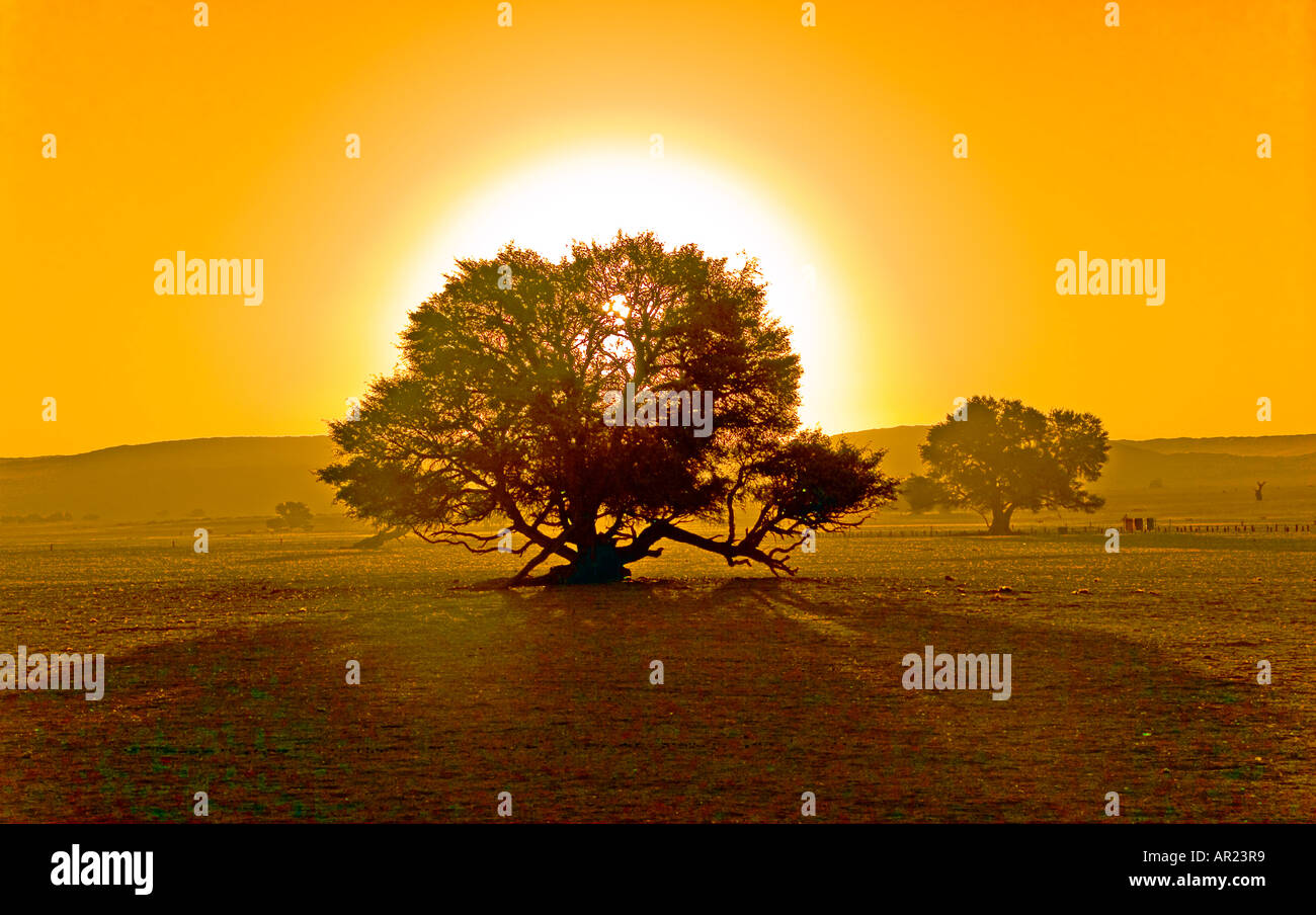 Tree and sunset Stock Photo - Alamy