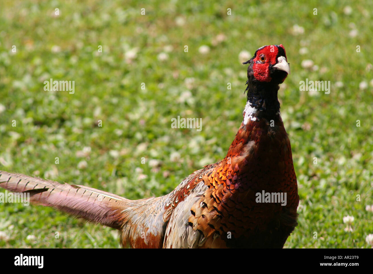 Common phesant hi-res stock photography and images - Alamy