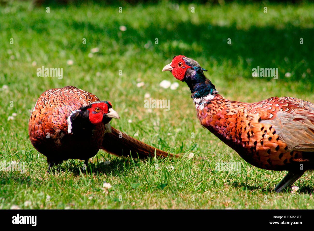 Common pheasant fight hi-res stock photography and images - Alamy
