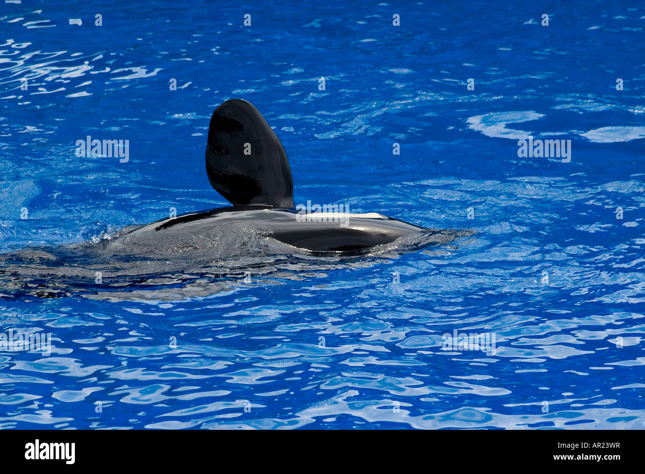 Shamu the Killer Whale at Seaworld, Orlando Florida USA Stock Photo - Alamy