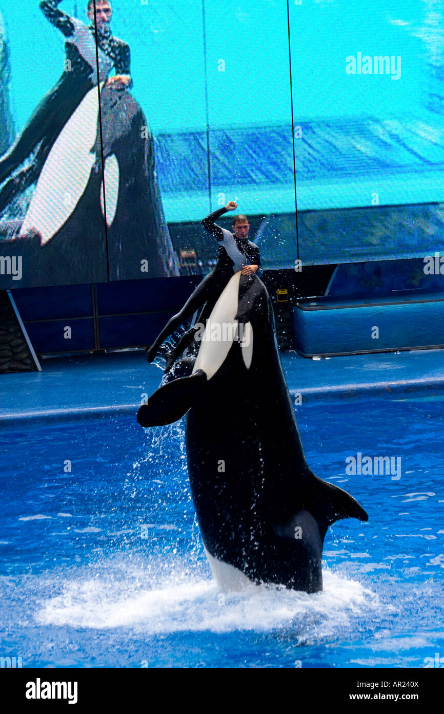 Shamu the Killer Whale at Seaworld, Orlando Florida USA Stock Photo - Alamy