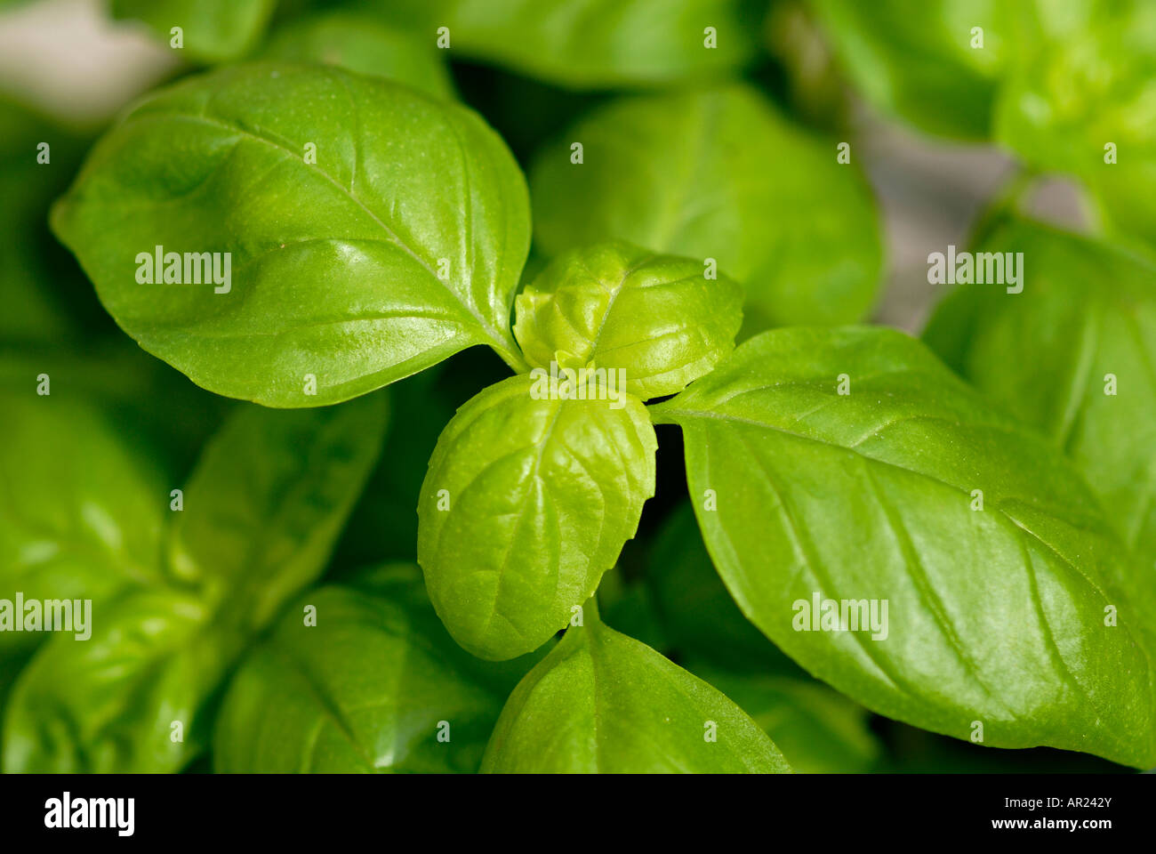 Fresh Basil leaves close up Stock Photo - Alamy