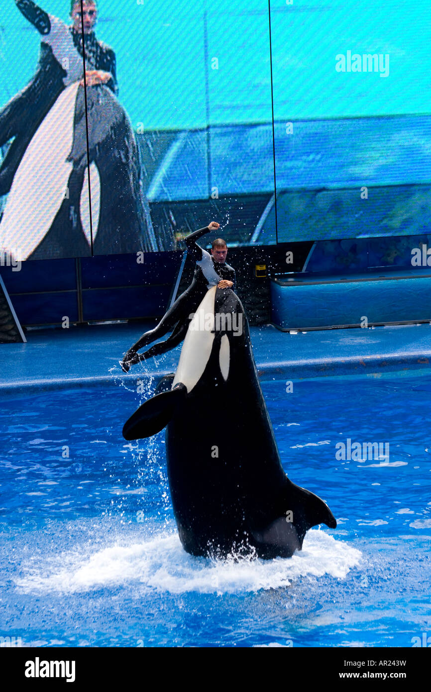 Shamu the Killer Whale at Seaworld, Orlando Florida USA Stock Photo - Alamy
