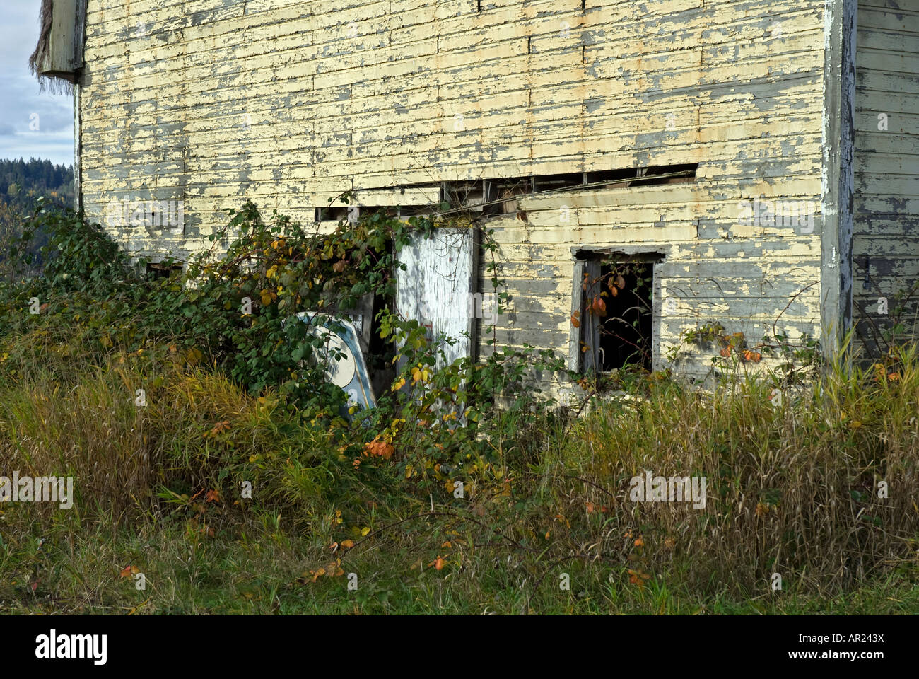 old decrepit abandoned barn Carnation Washington Stock Photo - Alamy