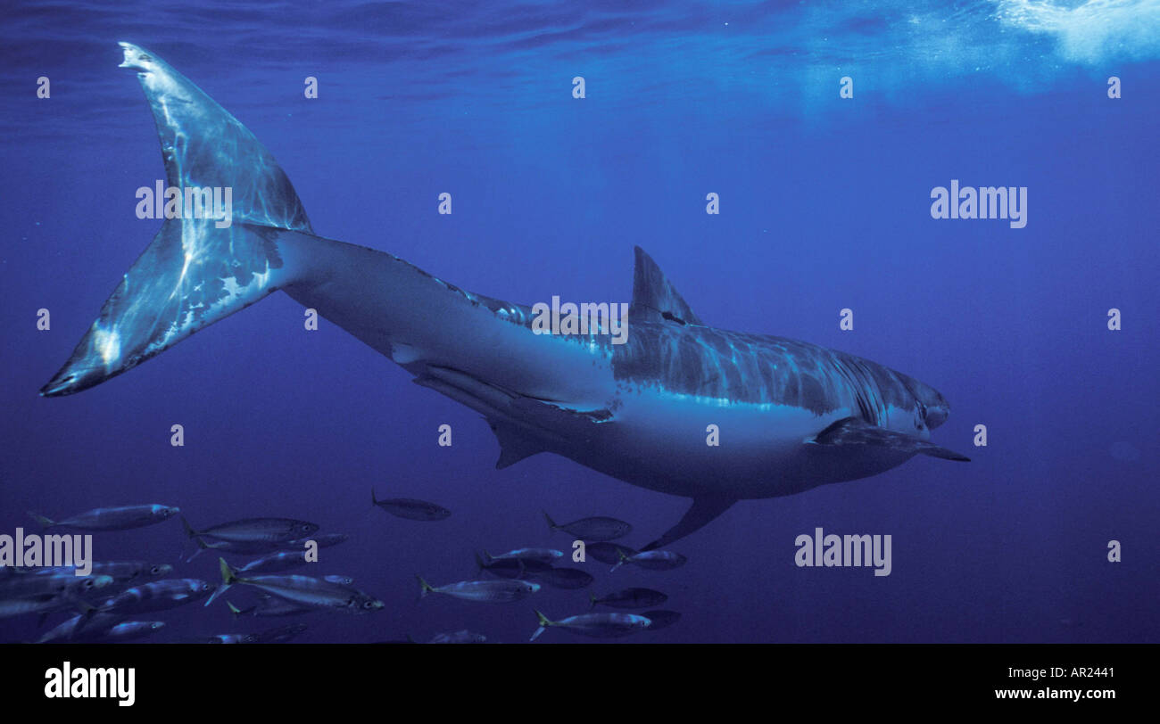 Great white shark Guadalupe Islands Mexico Copyright KIKE CALVO V W ...