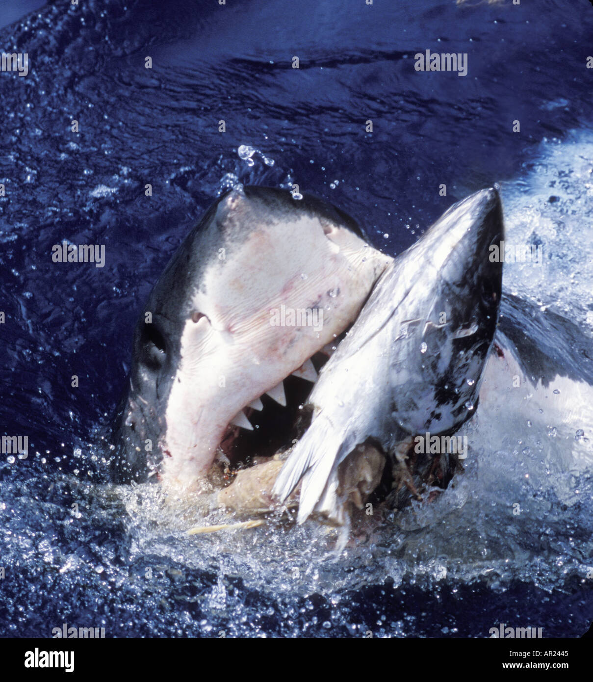 Great white shark Guadalupe Islands Mexico Copyright KIKE CALVO V W ...