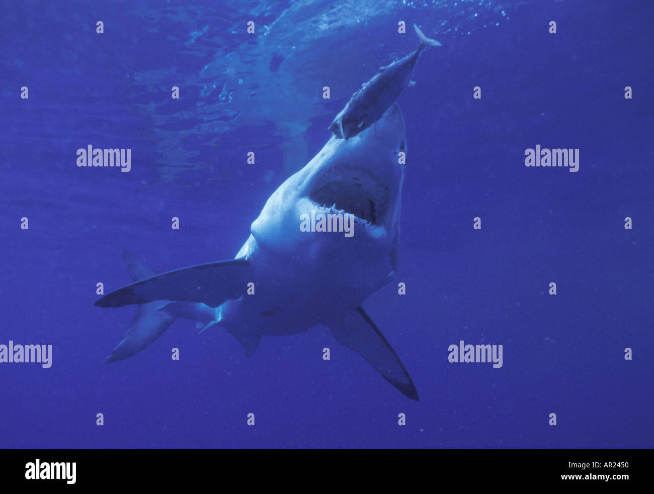 Great white shark Guadalupe Islands Mexico Copyright KIKE CALVO V W ...