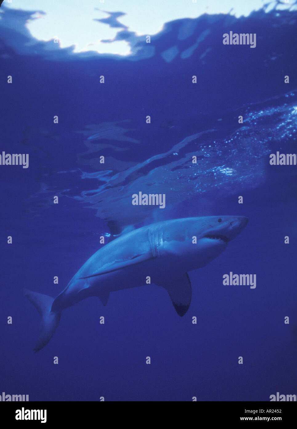 Great white shark Guadalupe Islands Mexico Copyright KIKE CALVO V W ...