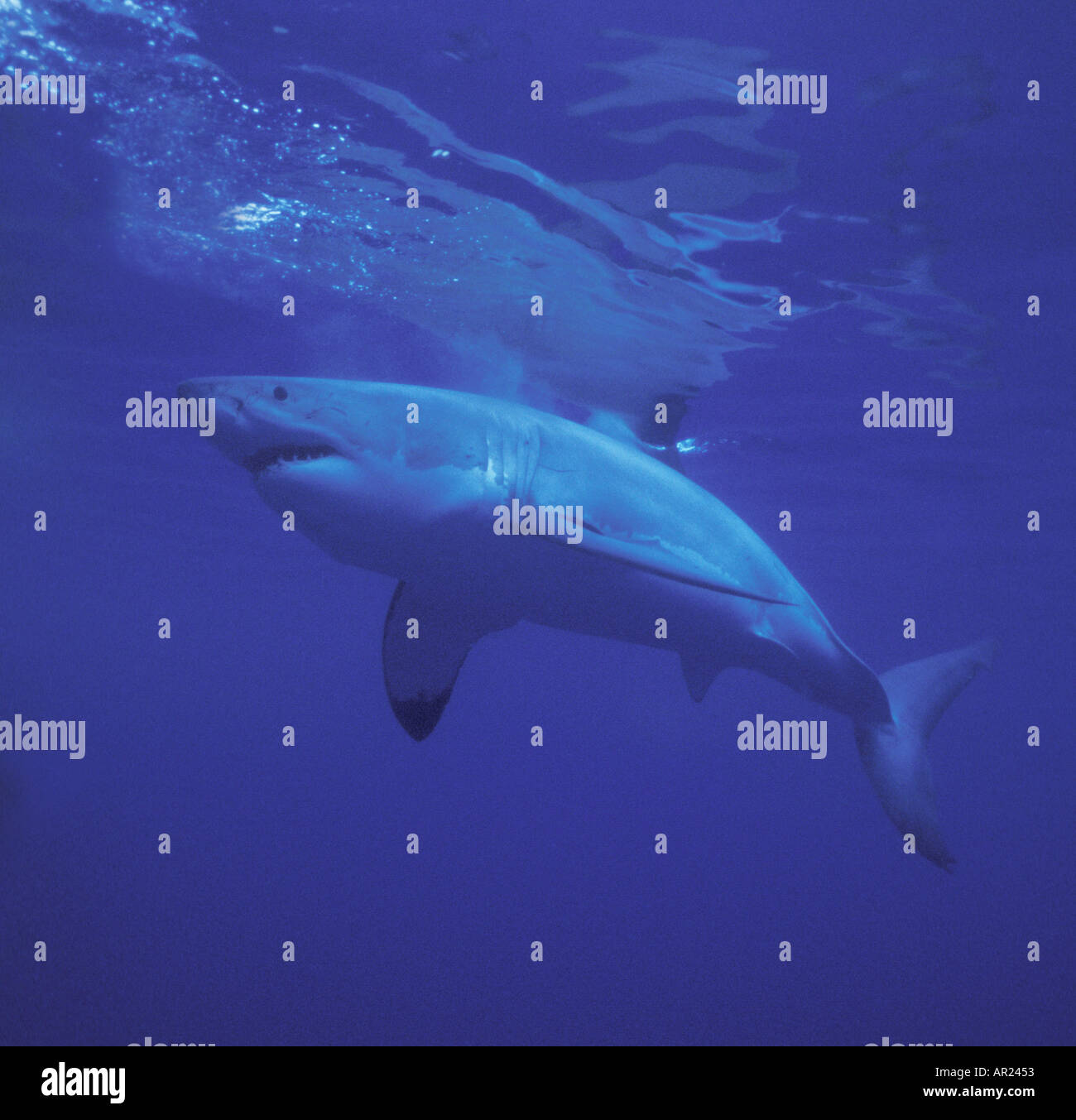 Great white shark Guadalupe Islands Mexico Copyright KIKE CALVO V W ...