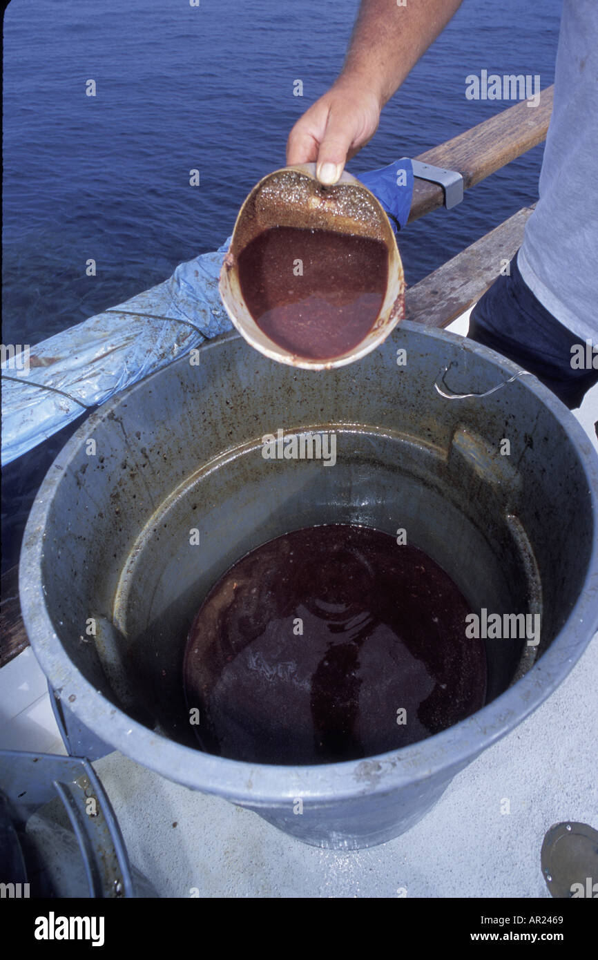 Bait and blood for Great White Shark Carcharodon carcharias Copyright ...